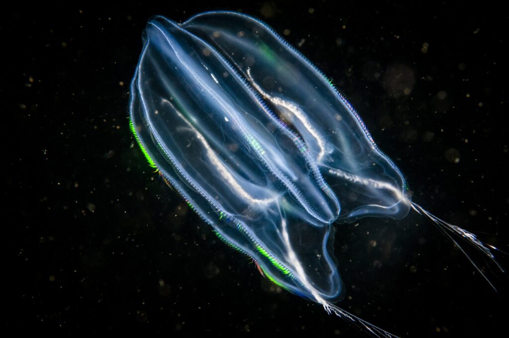 Aging in reverse under stress: this is how sea walnut "rejuvenates"