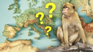 There are wild monkeys in Europe too! The story behind the Barbary ...