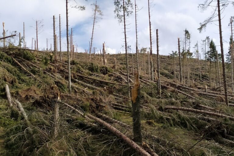 Tempesta Vaia, the cyclone that devastated Italy in 2018: the ...