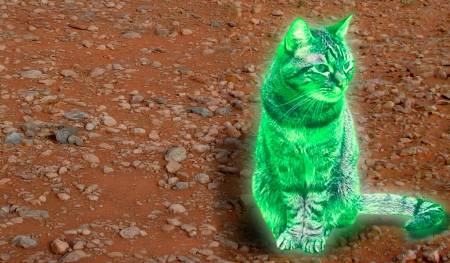 Ray Cat Solution, the absurd project (never realized) of cats that ...