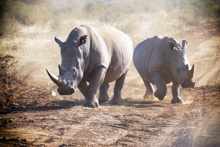 The northern white rhino is functionally extinct: why and what is being ...