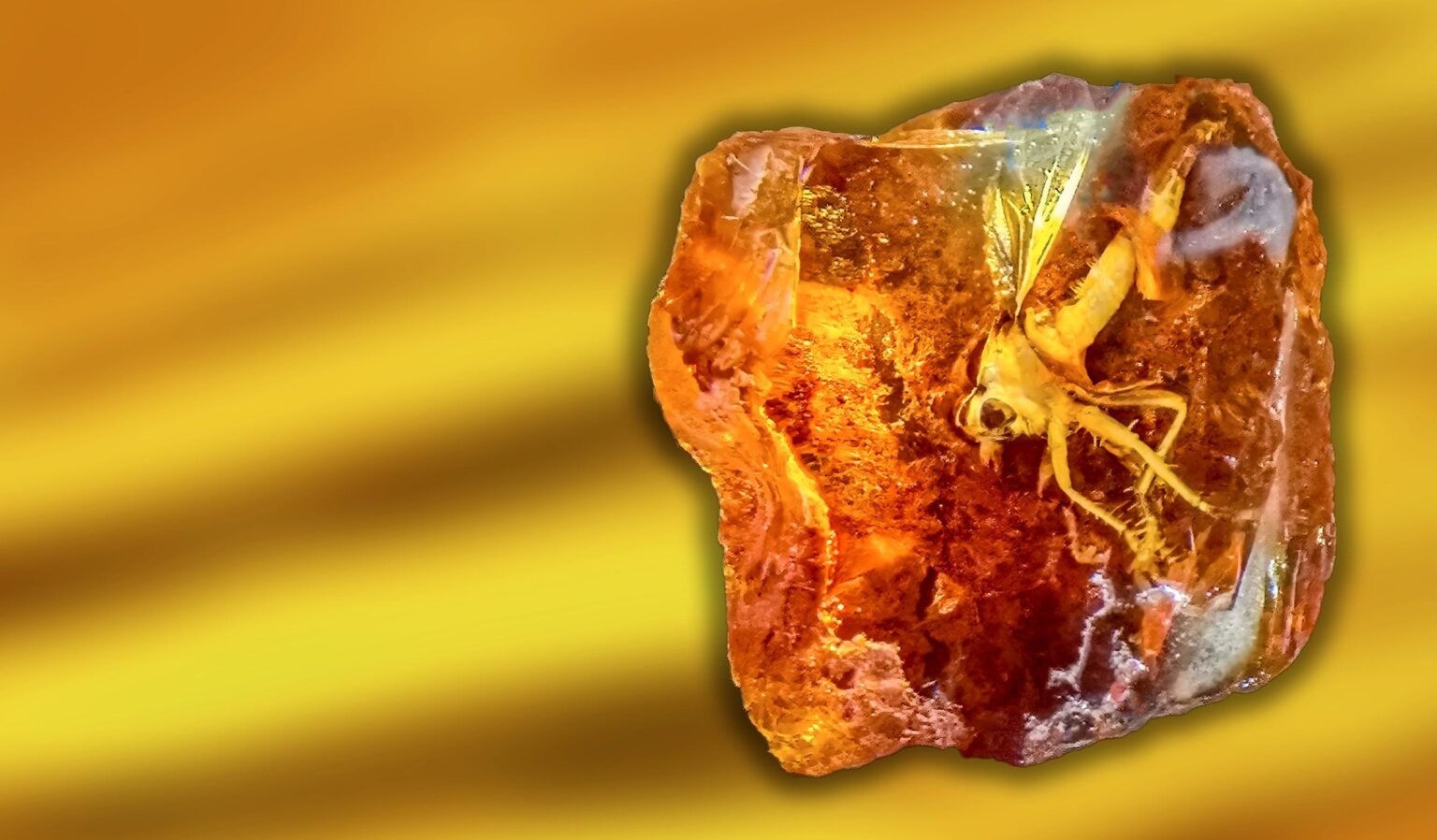 What is fossil amber? How it is formed, where it is and why it trapped ...