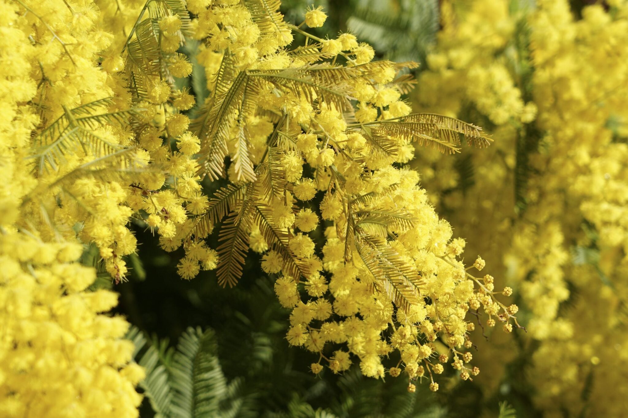 The meaning of the mimosa: is it really the symbol of the "Women's Day"?