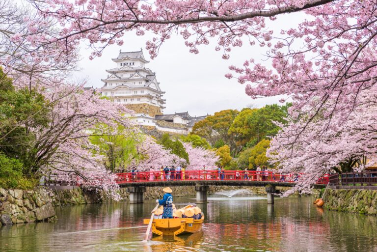 What is Hanami, the Japanese tradition of the cherry flowering: the ...