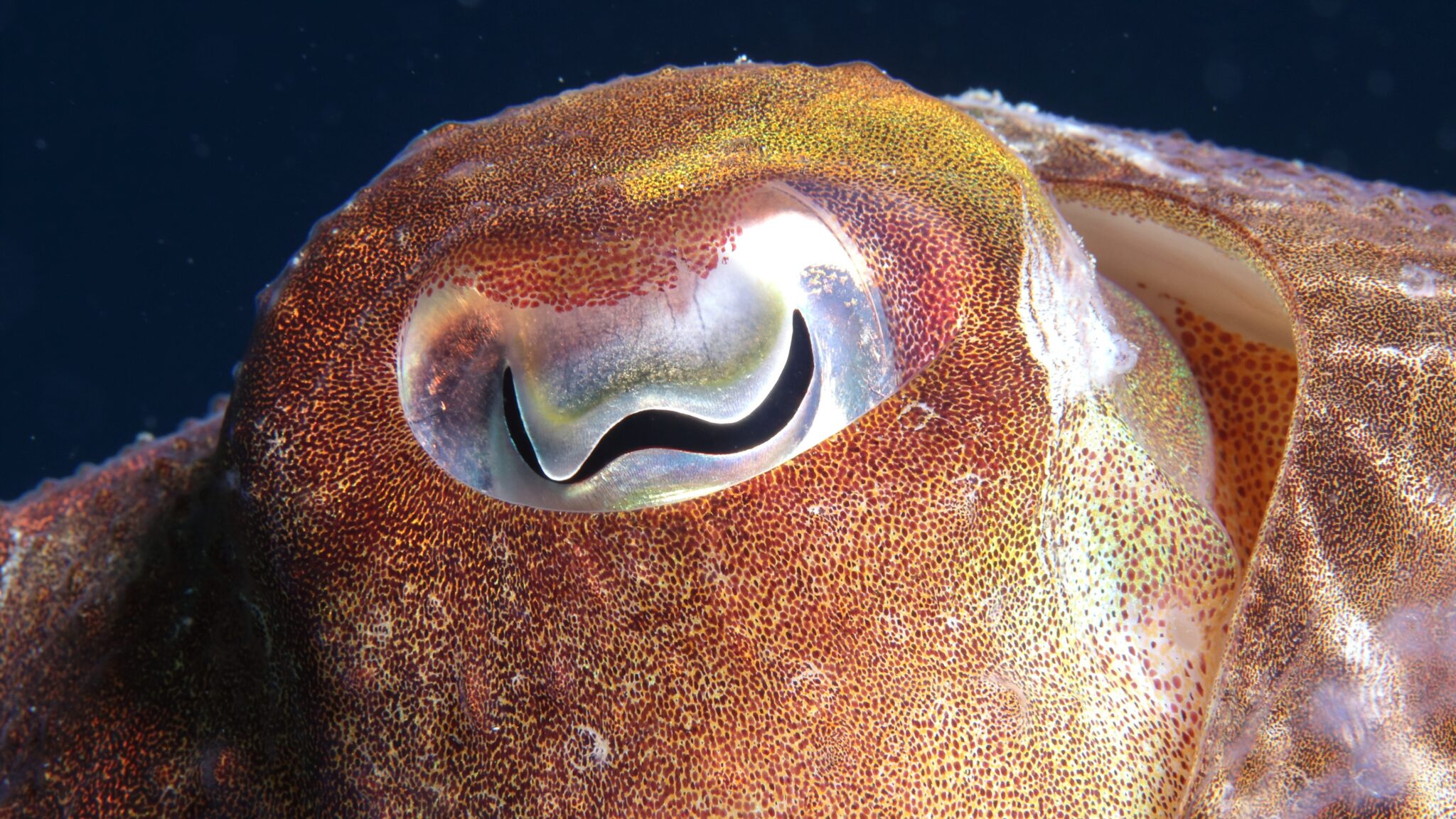 Why do cuttlefish have pupils in the shape of W?