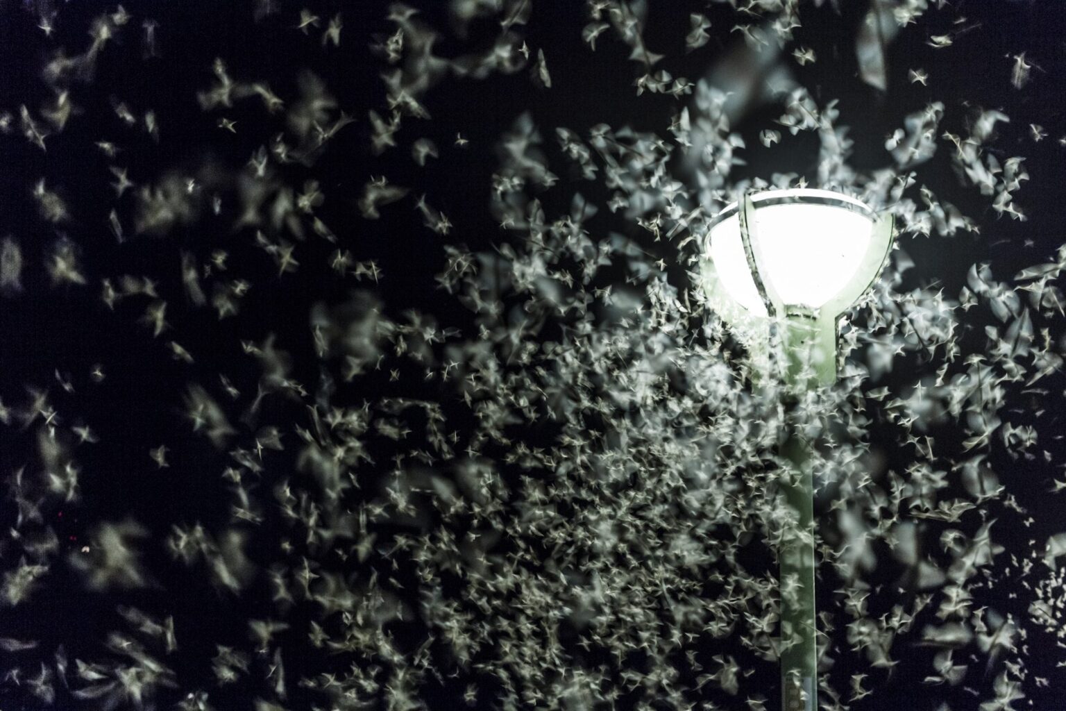 Why are insects attracted by light? Actually they are disoriented