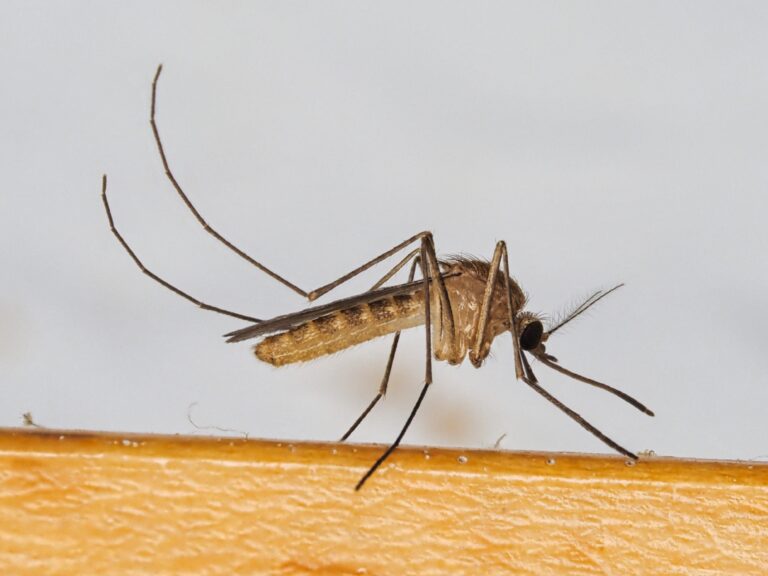West Nile Virus in Italy, cases with a outbreak in Lazio go up to 32 ...