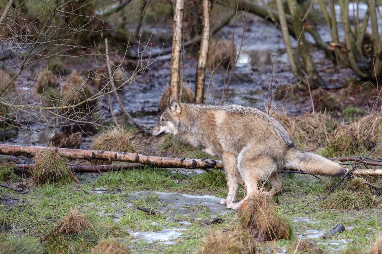 How to recognize the excrements of wild animals: what they tell us ...