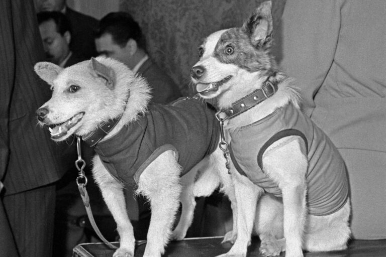 The story of Belka and Stralka, the first dogs flew to space and ...