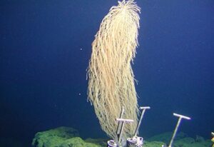 The "Cowbacca Coral", a new ocean species discovered: it is hairy as ...