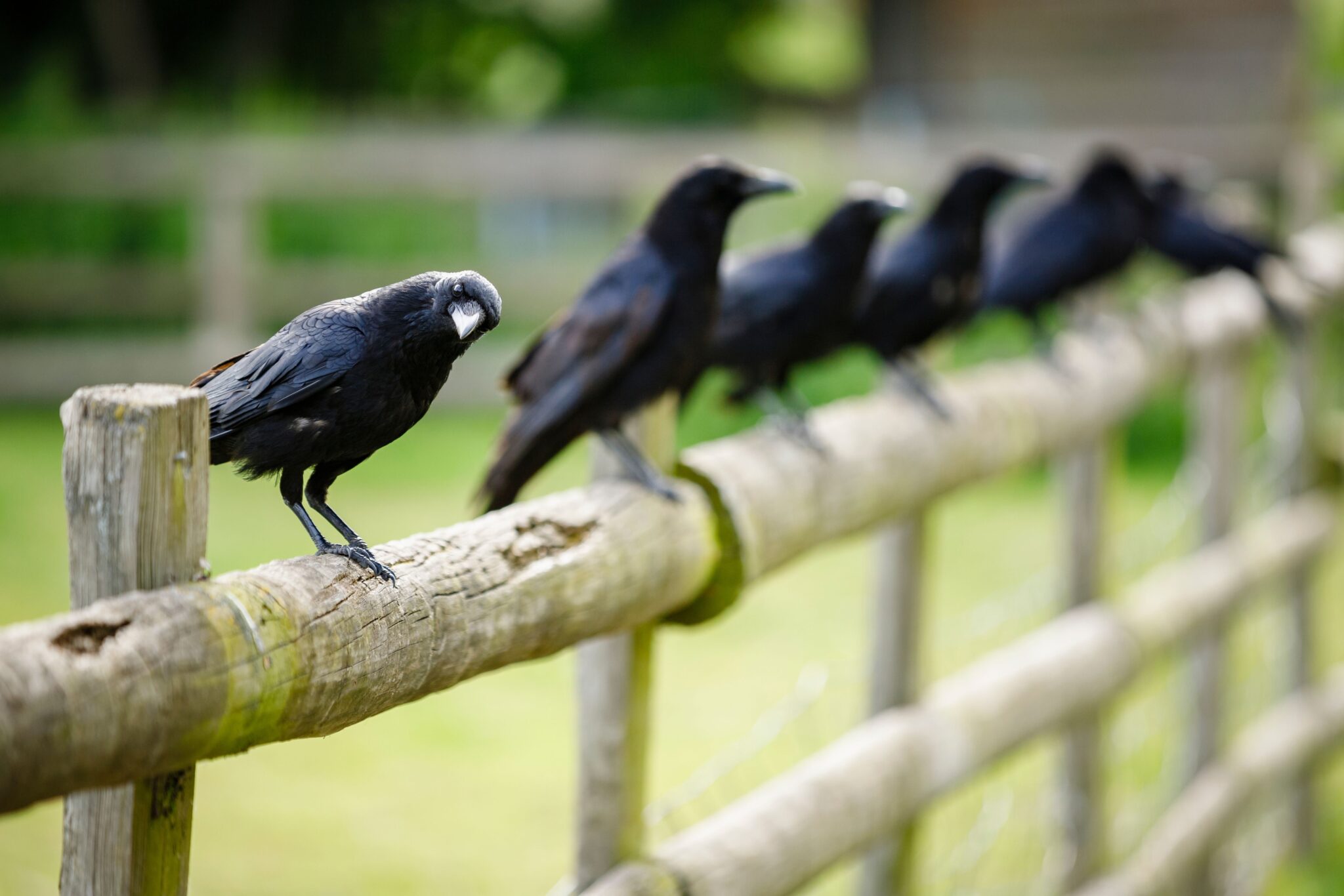 What is the difference between crow and crow: this is how to ...