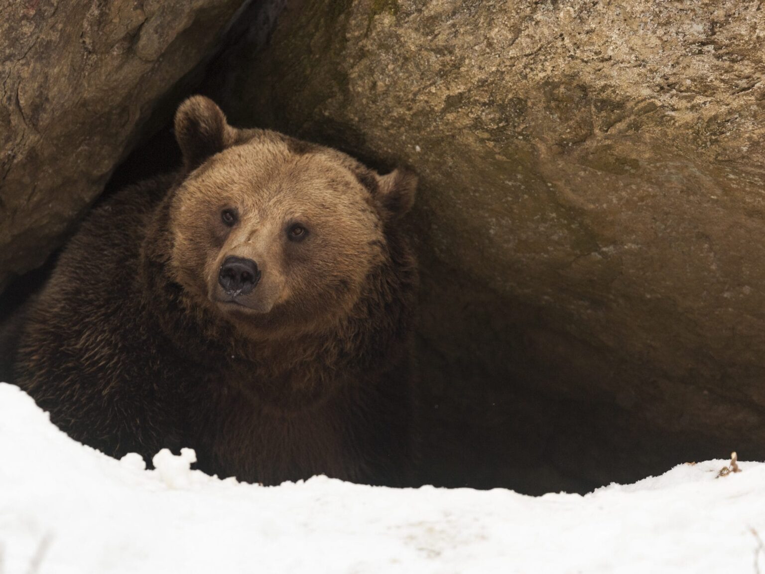 How a bear prepares for hibernation, how long it lasts and what happens ...