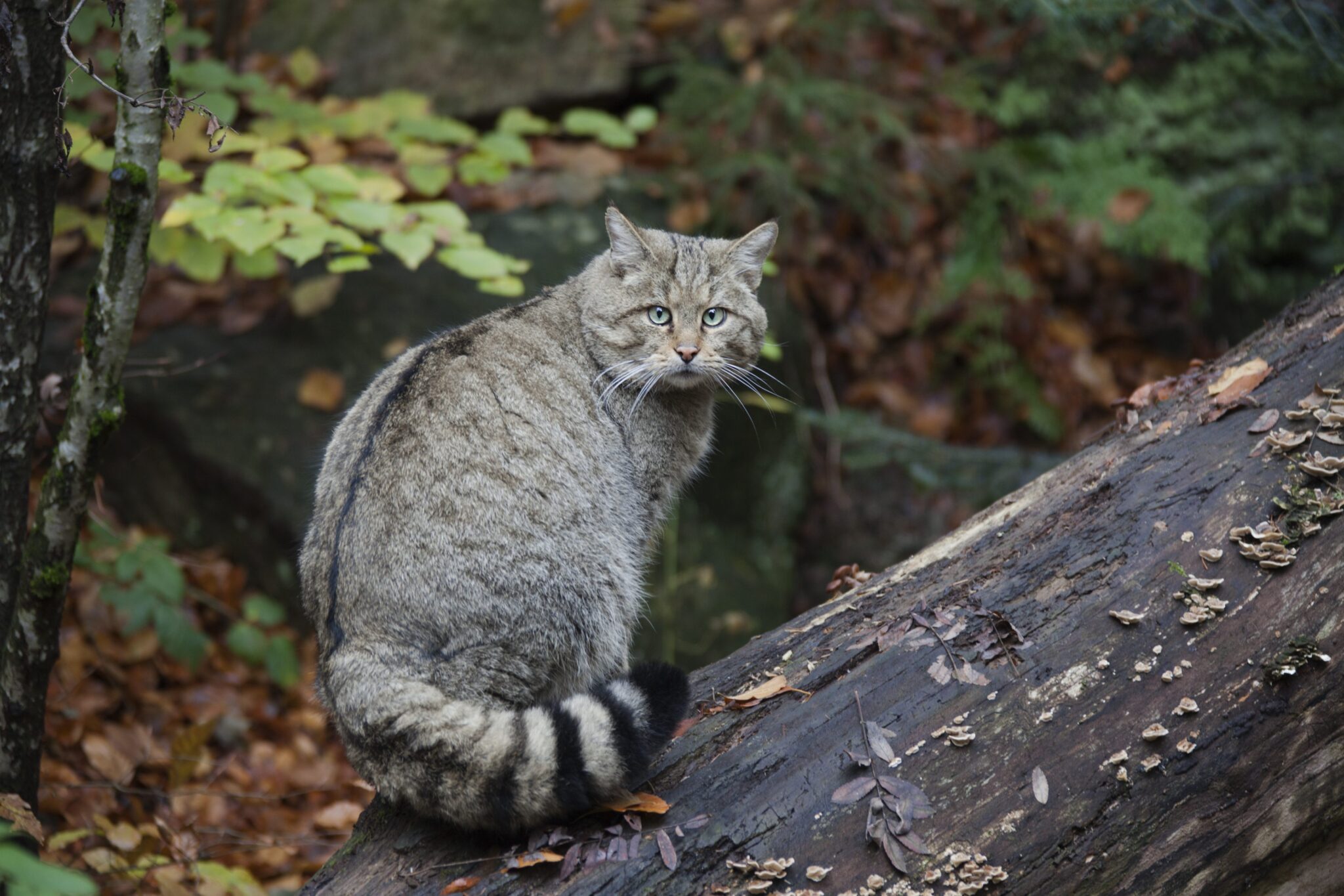The European wild cat spotted on the Pistoia Apennines: who is Felis ...