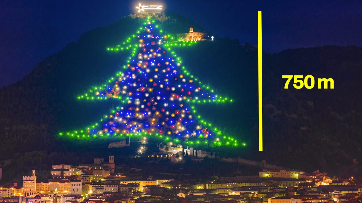 The largest Christmas trees in the world, what they are and where they ...