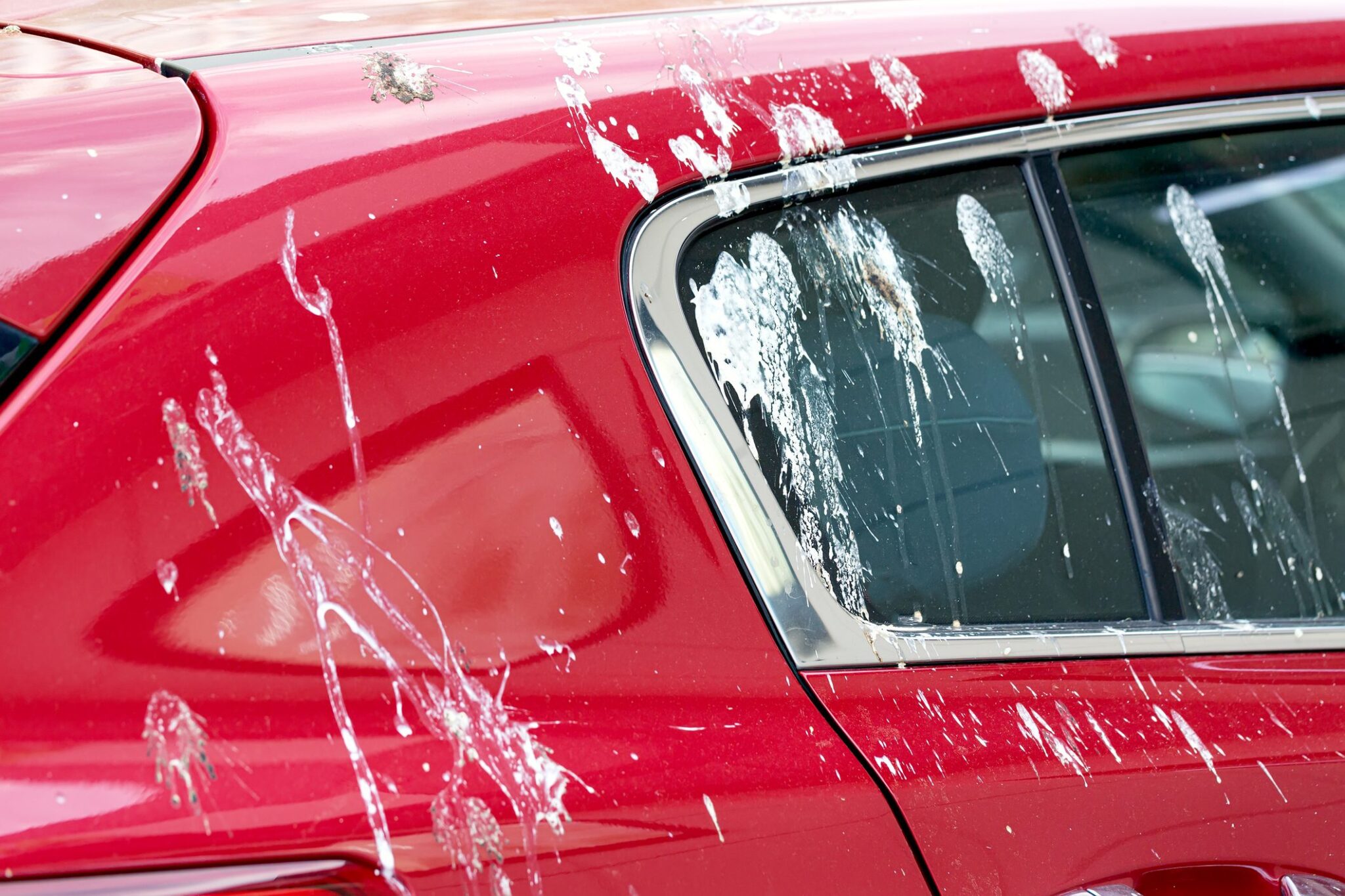 Why birds make white "poop".