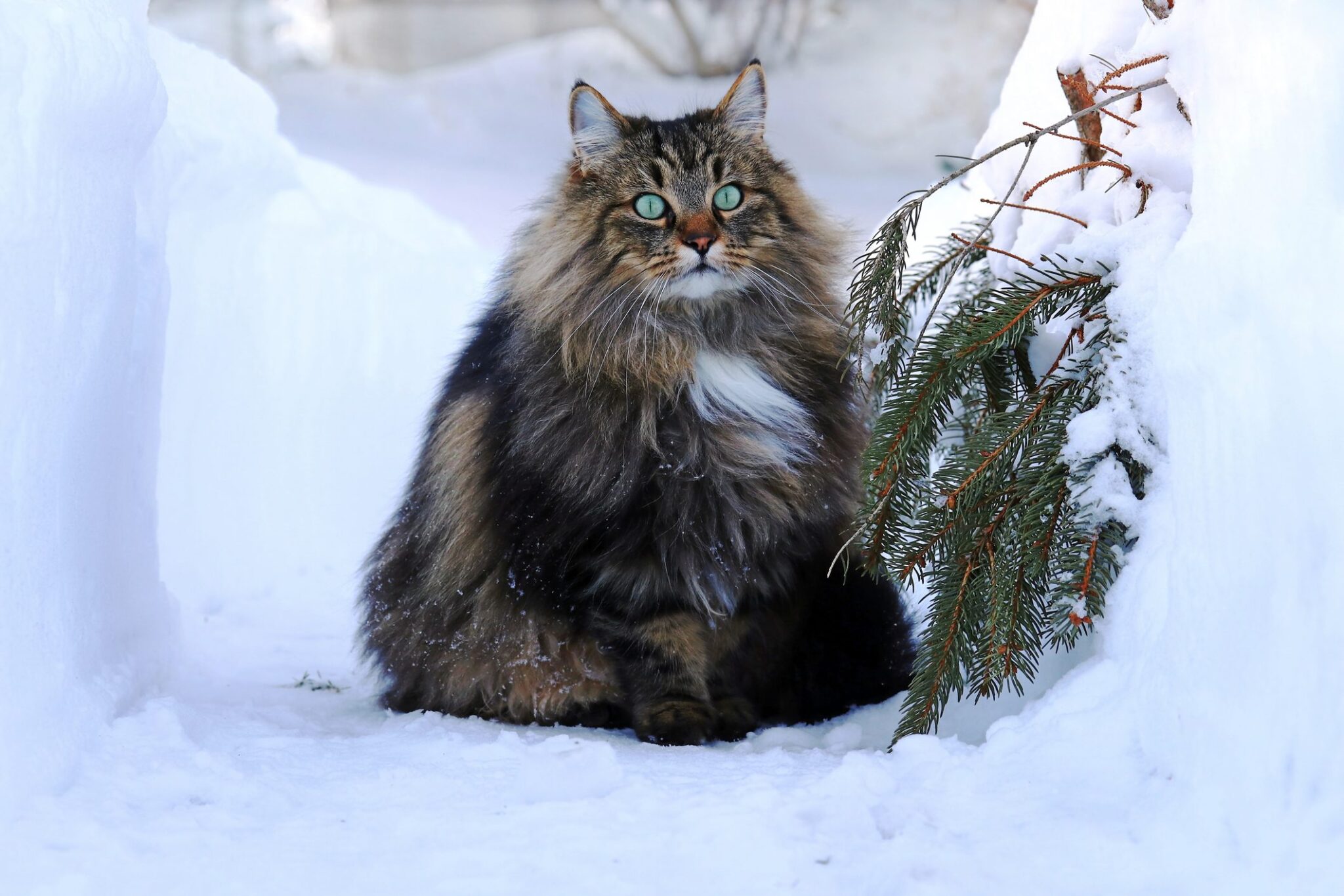 How cats' fur changes in winter and why they become more "furry"