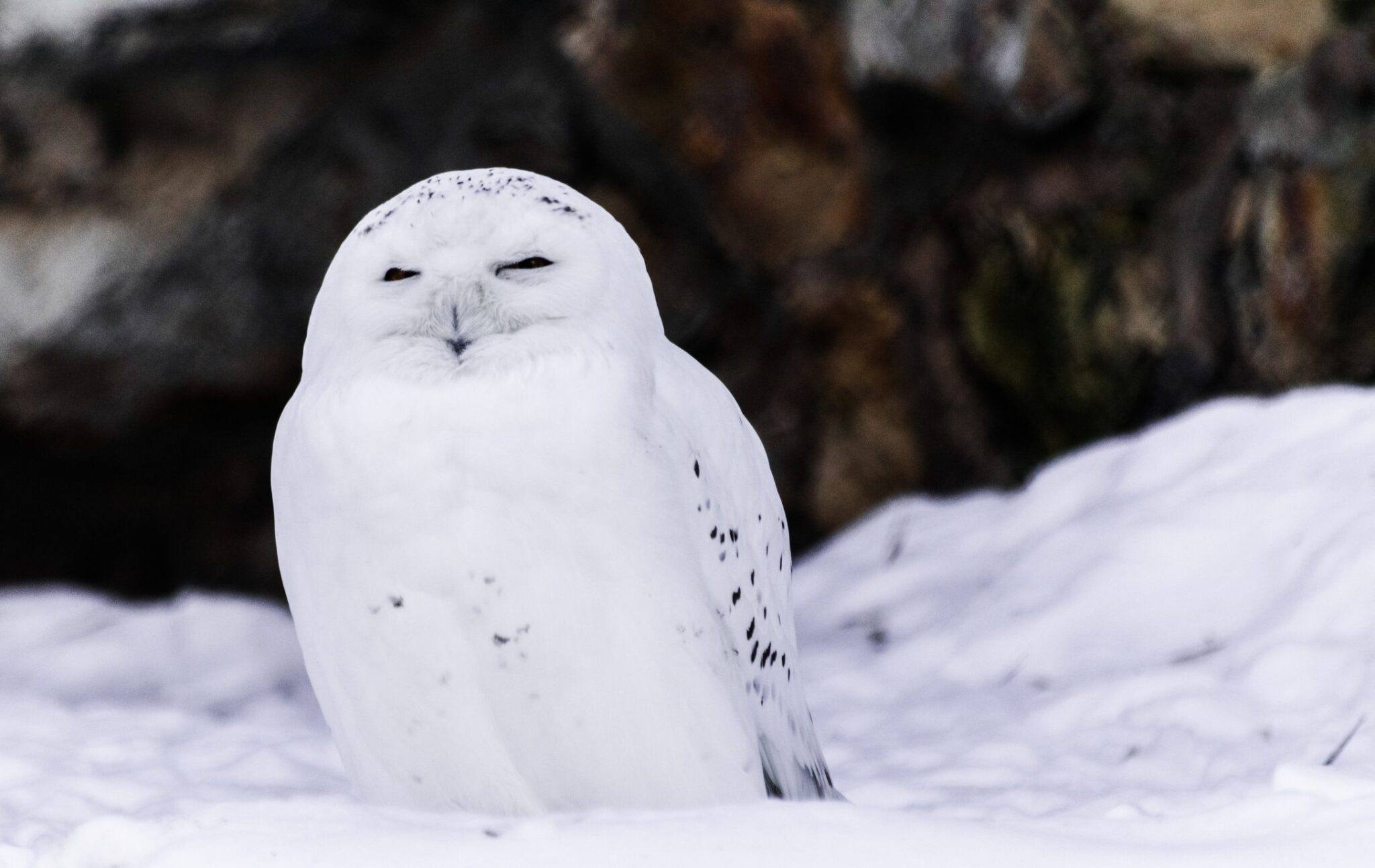 Where is the snowy owl, the unique arctic predator in the world, found ...