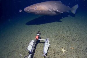 Sleeper shark spotted at 490 m depth in the freezing waters of ...