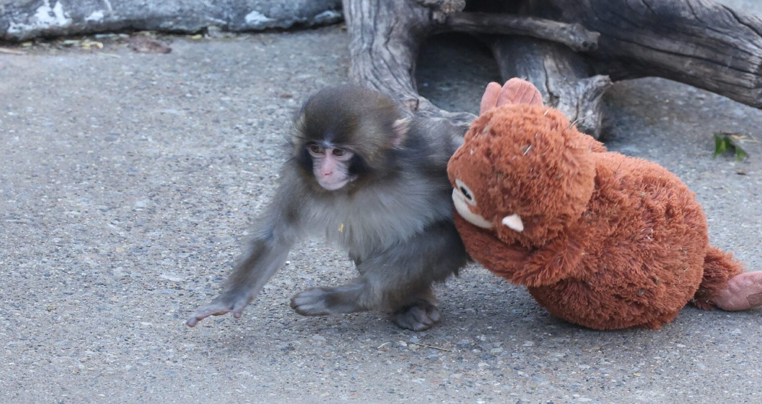 What the story of Punch, the macaque abandoned by his mother who hugs a ...