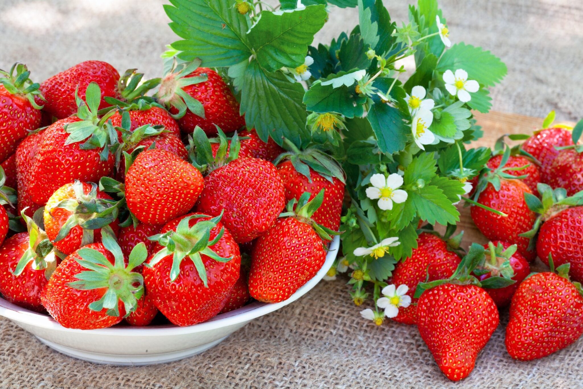 The strawberry is a false fruit for botany because it arises from the ...