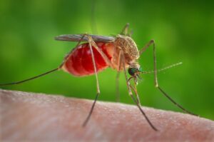 Why Google wants to free 64 million mosquitoes: the plan against ...
