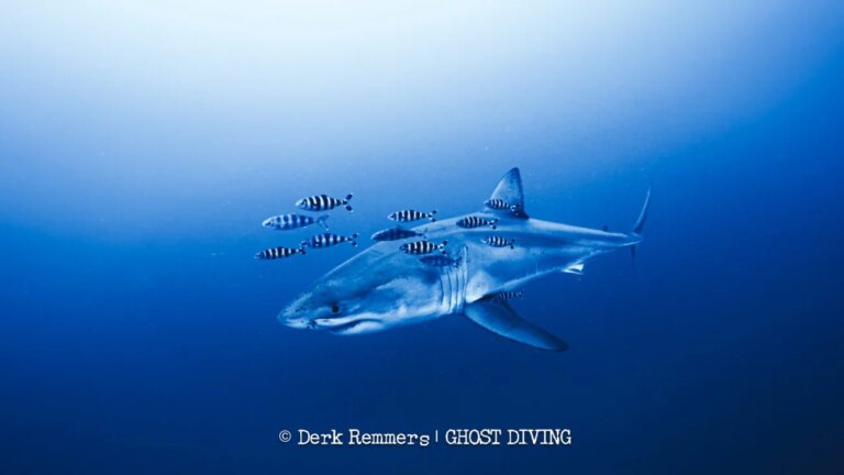 Great white shark filmed in the Sicilian Channel: the video of the ...